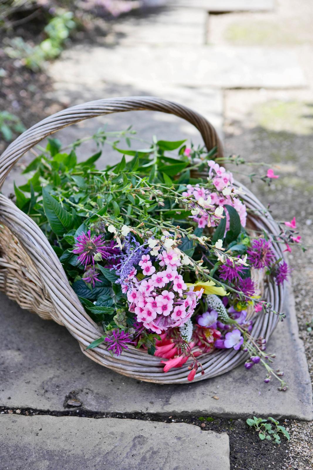 Flox (Phlox): 5x tips van de kweker | Planten | Seasons