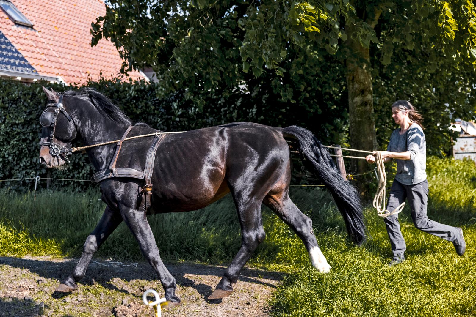 Een passie voor Groninger paarden | Seasons