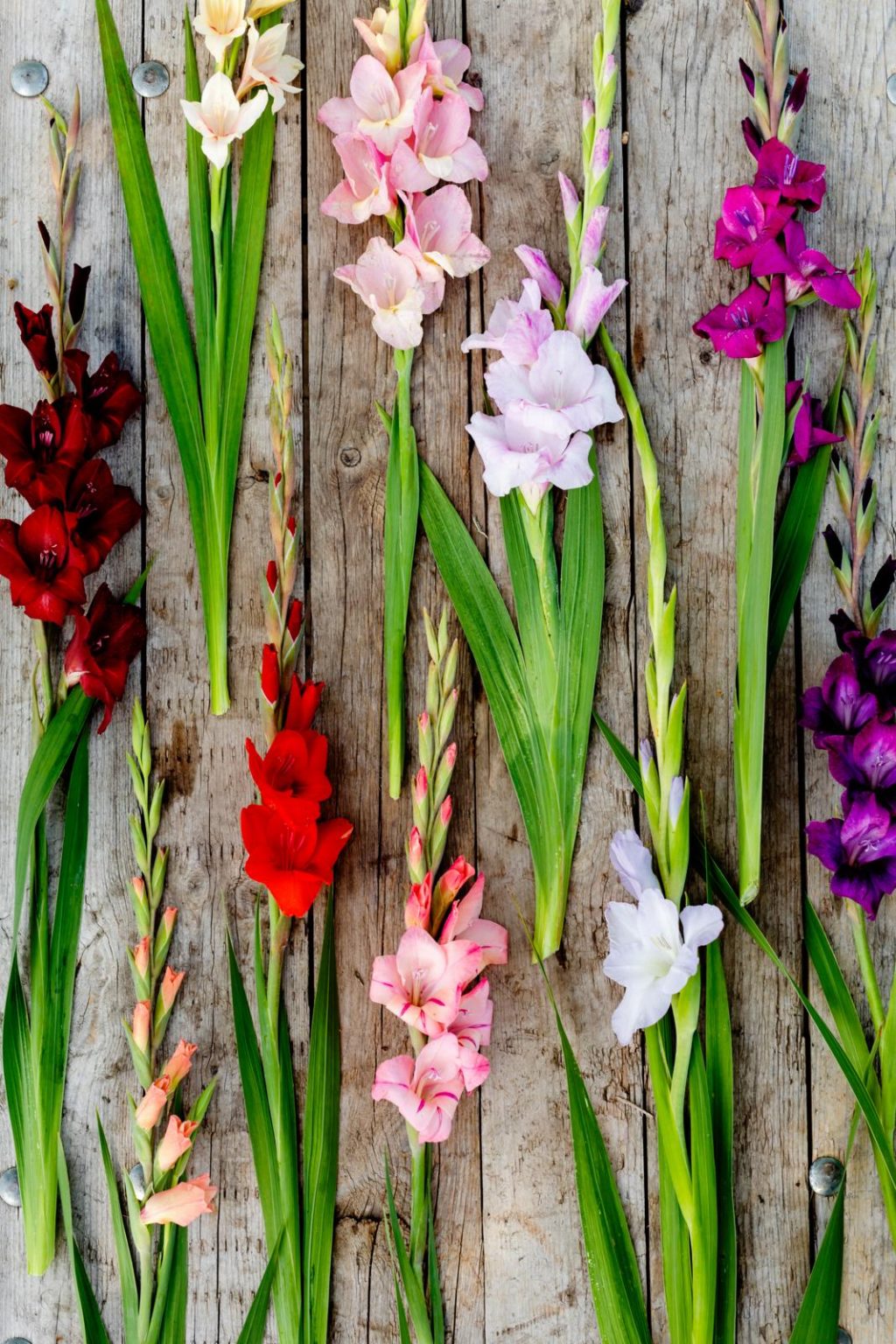 Tuinieren met gladiolen: 10 tips & 5 favorieten van de kweker